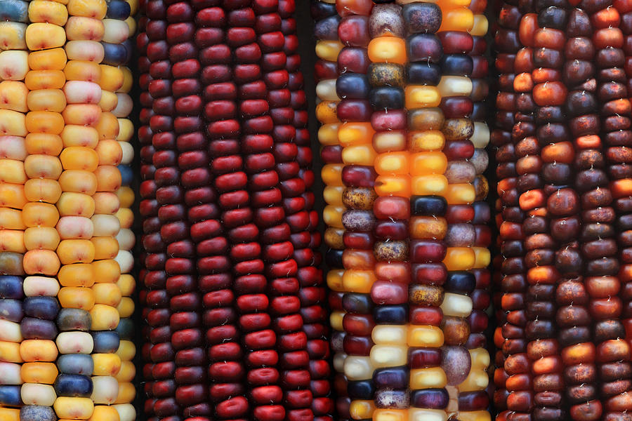 Indian Corn Photograph by Stephan Rapp - Pixels