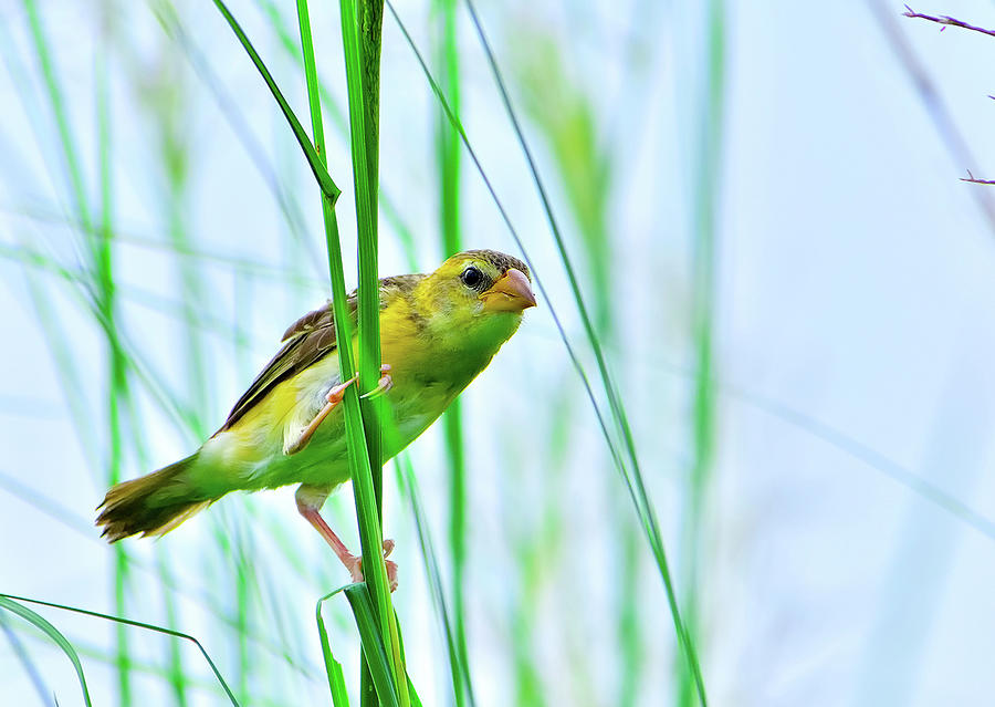 Indian Munia Bird Pyrography by Pinaki Ghosh - Fine Art America