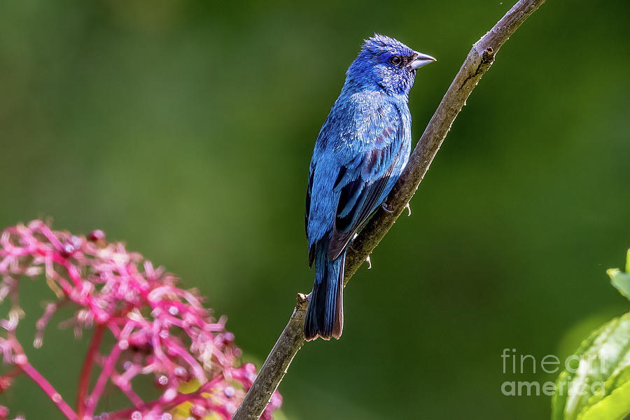 Indigo bunting contemplates Photograph by Richard Chasin - Fine Art America
