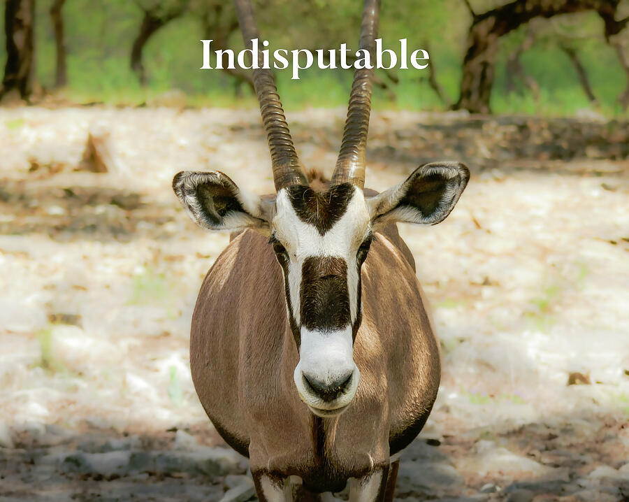 Indisputable Photograph by Michael Wright - Fine Art America