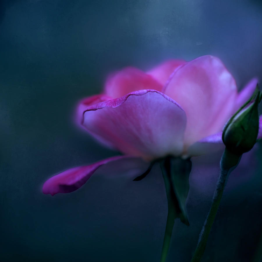 Inner Glow Photograph By Debby Rose Fine Art America