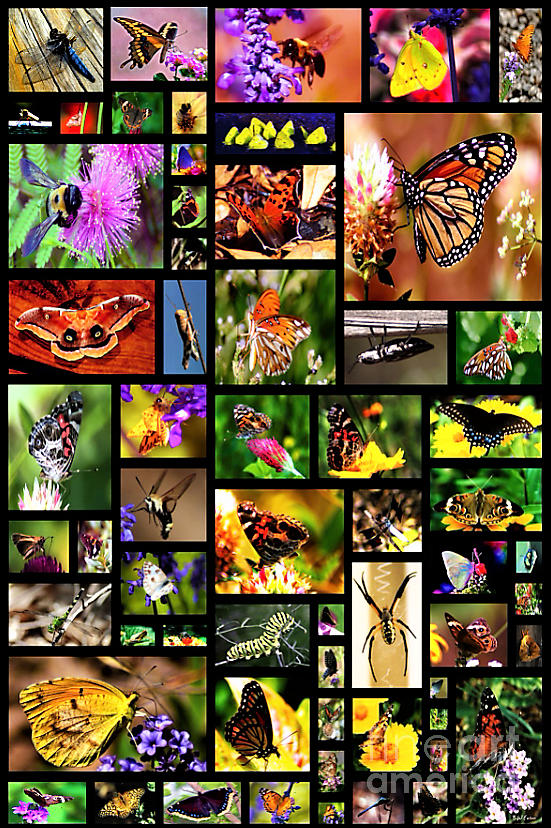 Insect World Photograph by Bart Eason - Pixels