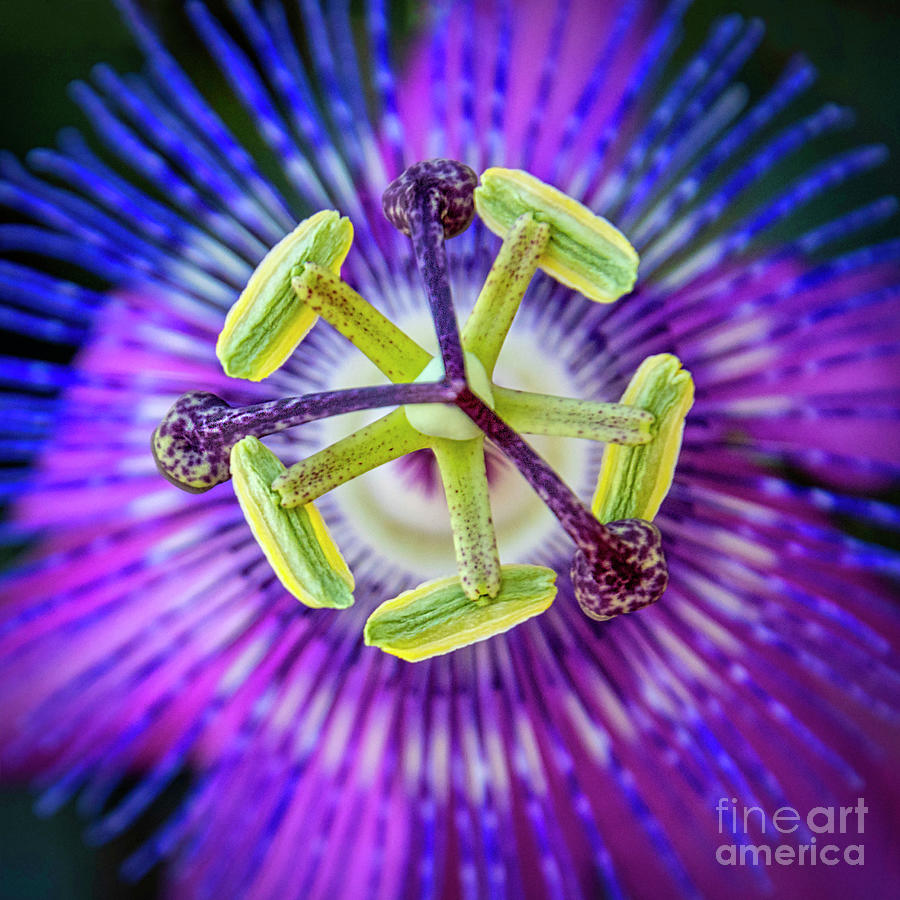 Intricate Design by the Creator Photograph by Janet Barnes - Fine Art America