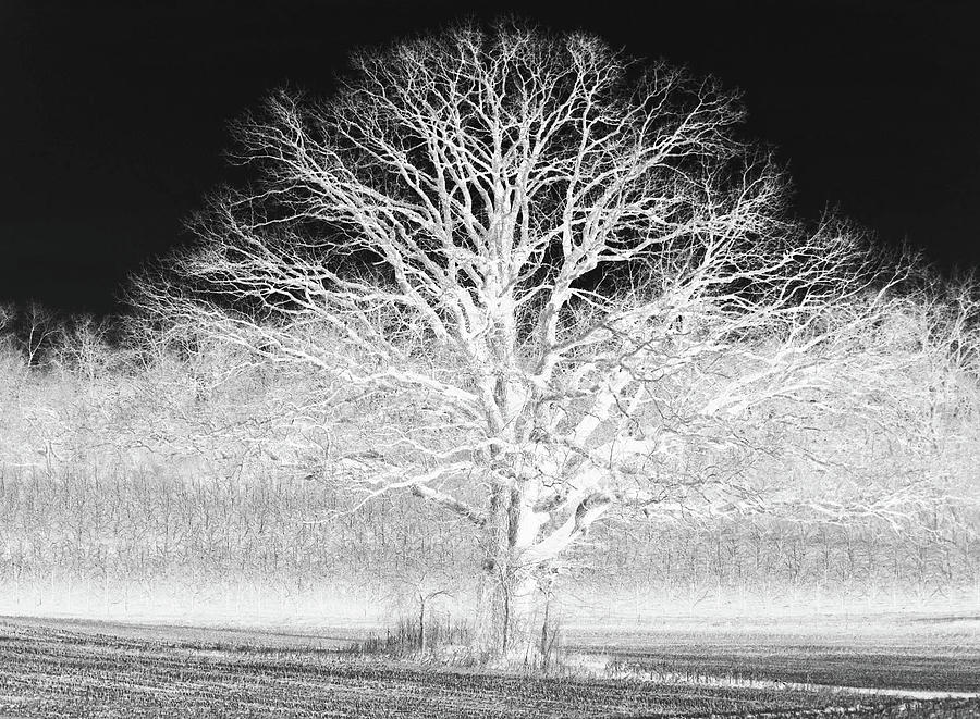 Inversion Digital Art by Randy Schoff - Fine Art America