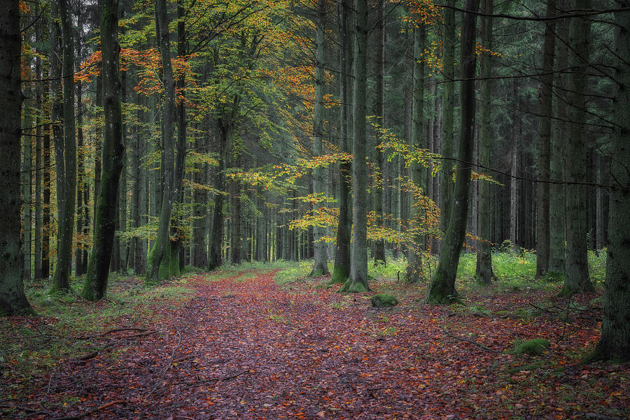 Inviting Darkness Photograph by Inerro Land | Fine Art America