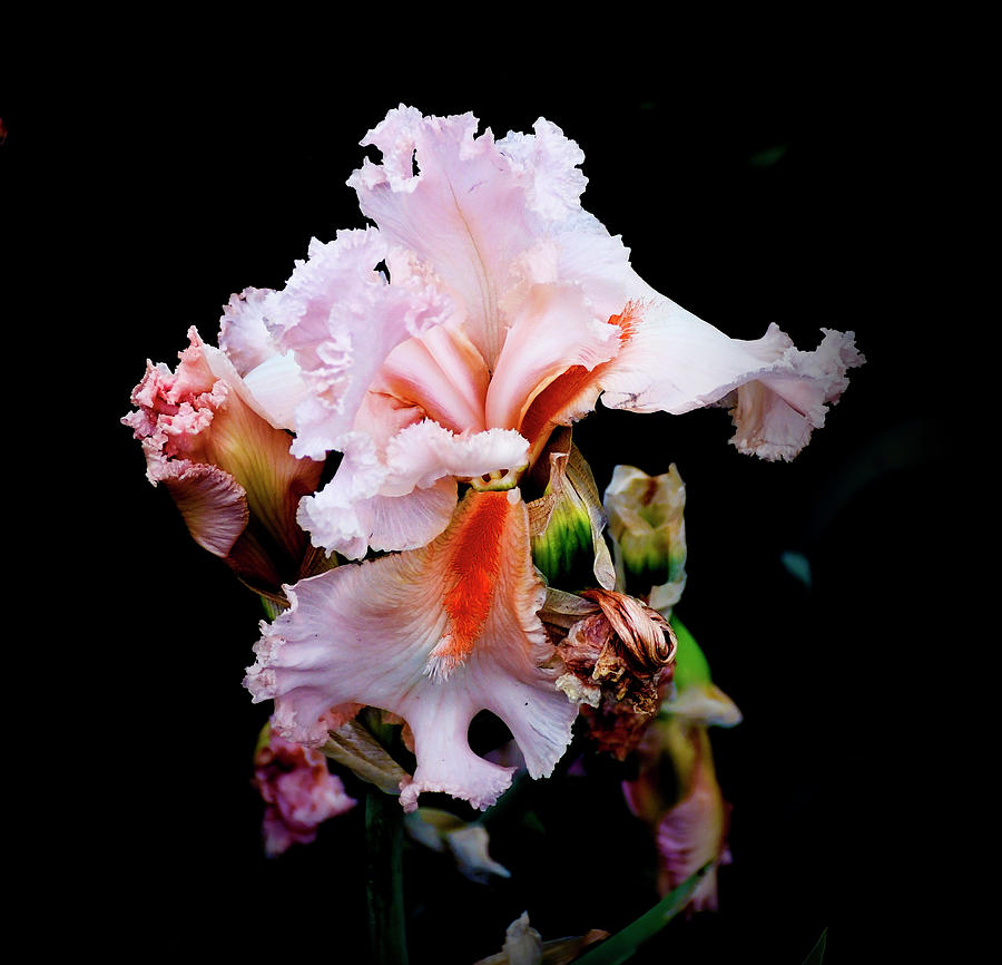 Iris 2 Photograph by David Griffith - Fine Art America