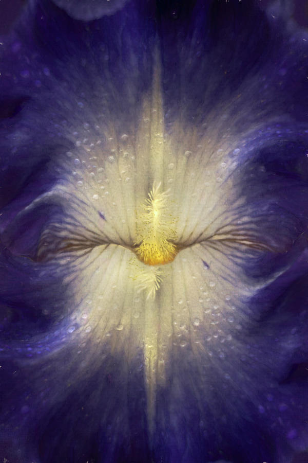 Iris Dance Digital Art by Kathleen Codinha - Fine Art America