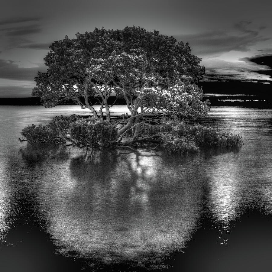 Isolate Photograph by Bette Devine - Fine Art America