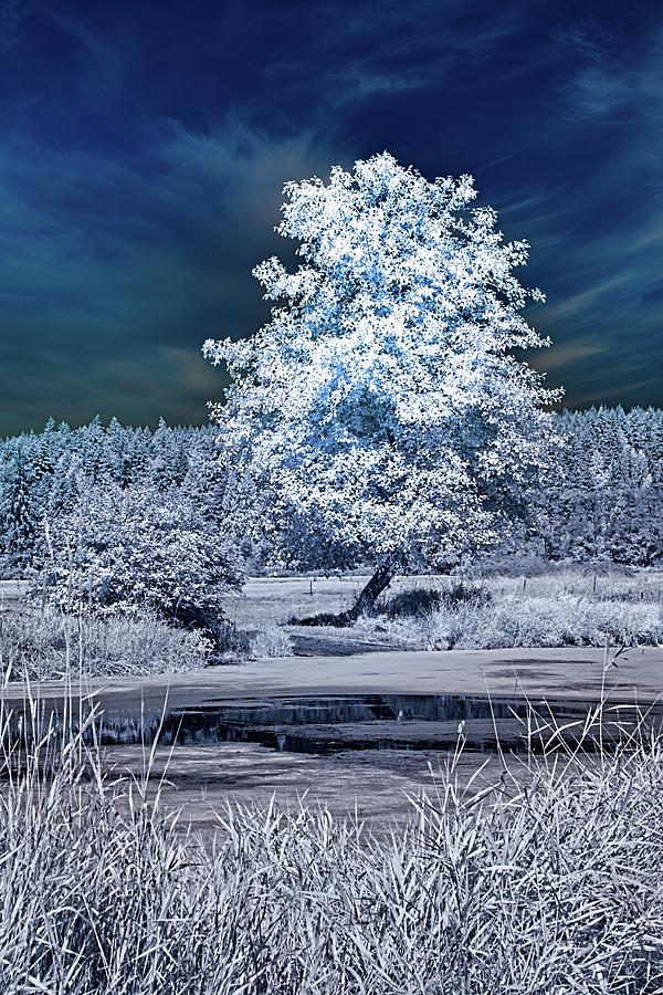 Pond Photograph by David Hendrickson - Fine Art America