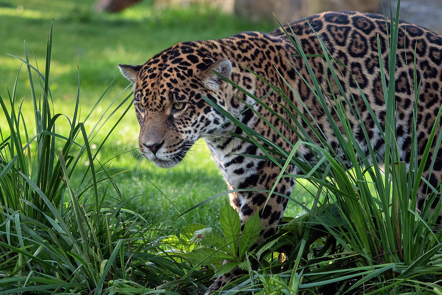 Jaguar prowling through long grass. Panthera Onca. Photograph by Lubos ...