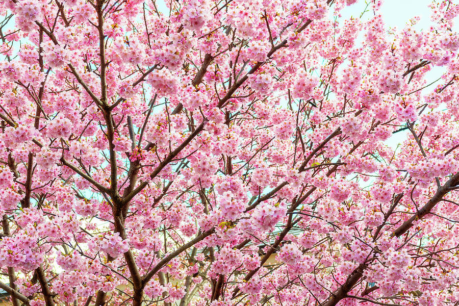 Japan Rising Sun Collection - Cherry Blossoms V Photograph by Philippe ...