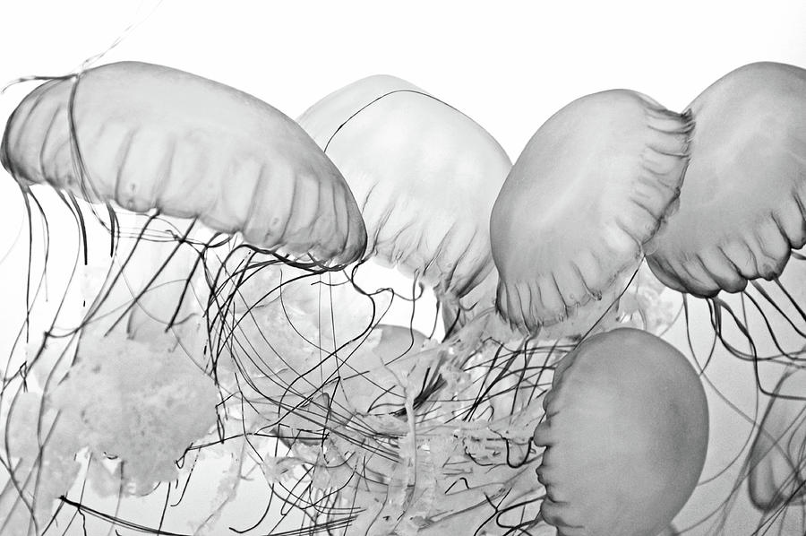 Jerry fish -1 Photograph by Wei Peng