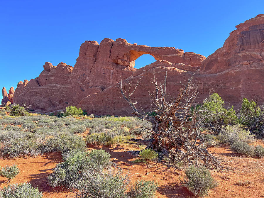 Juniper and Skyline Photograph by Ed Stokes | Fine Art America