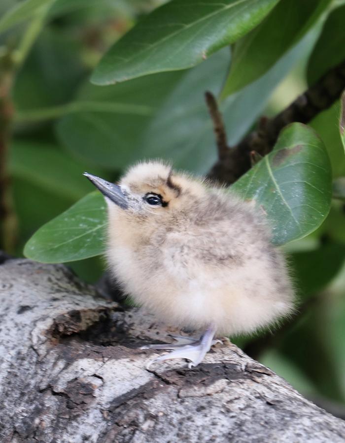 Juvenile Manu o Ku or White Tern Photograph by Sally Hall | Pixels