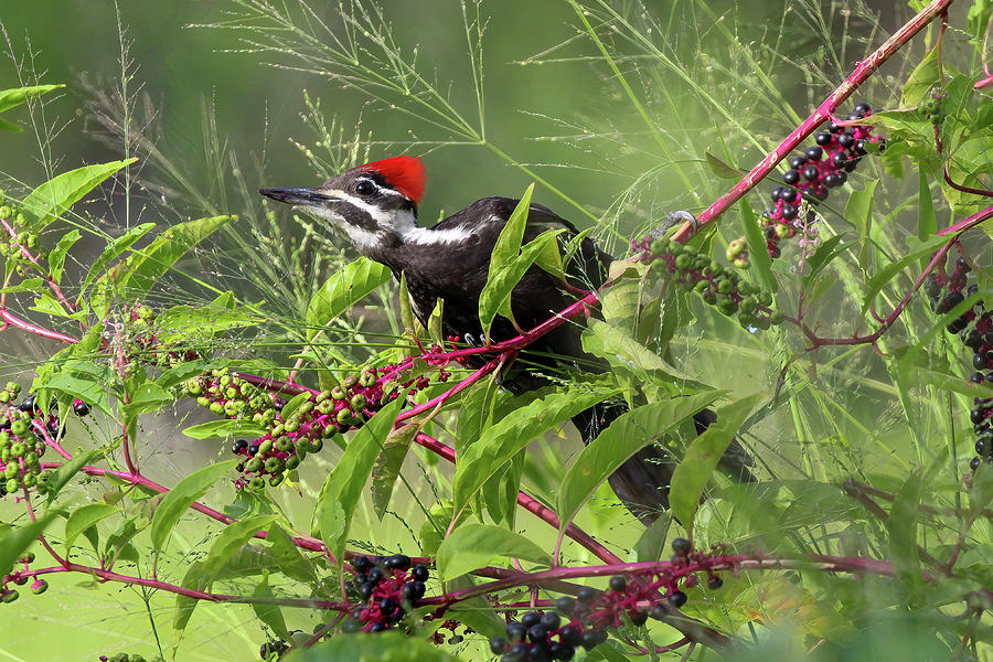 Juvenile Pileated Woodpecker Photograph by Heather Earl - Fine Art America