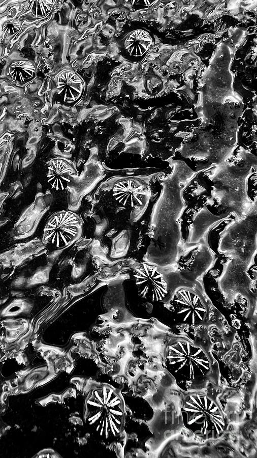 Kauai Mollusks Photograph By Margaux Dreamaginations Fine Art America