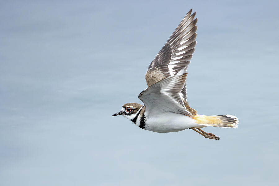Killdeer in Flight Photograph by Laurel Gale - Fine Art America