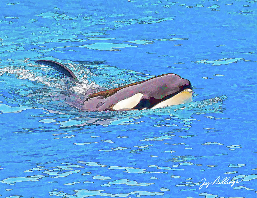 Killer Whale Sea World 001 Digital Art by Jay Billings - Fine Art America