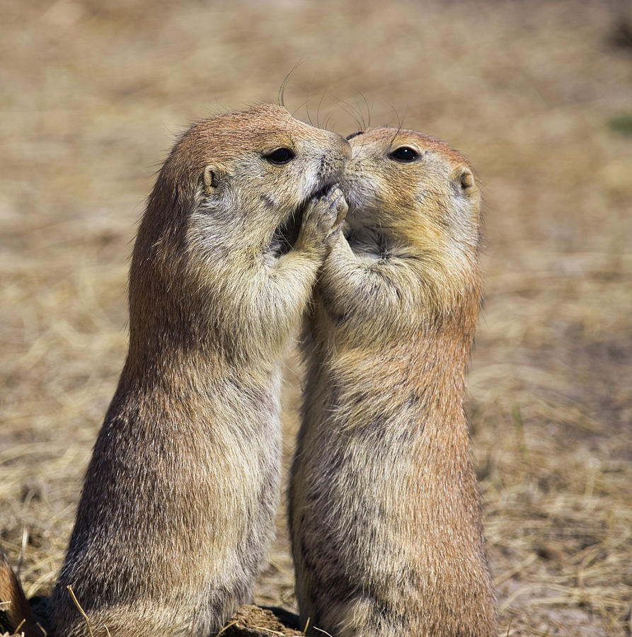 Kissing Prairie Dogs Photograph by William Gibson | Fine Art America