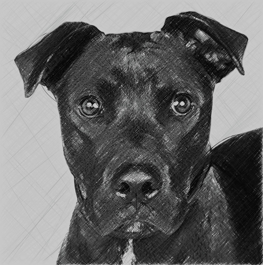 Labrabull Dog Digital Art by Bob Smerecki | Fine Art America