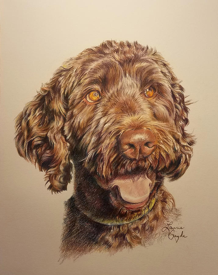 Labradoodle Rufus Drawing by Laurie Gayle - Fine Art America