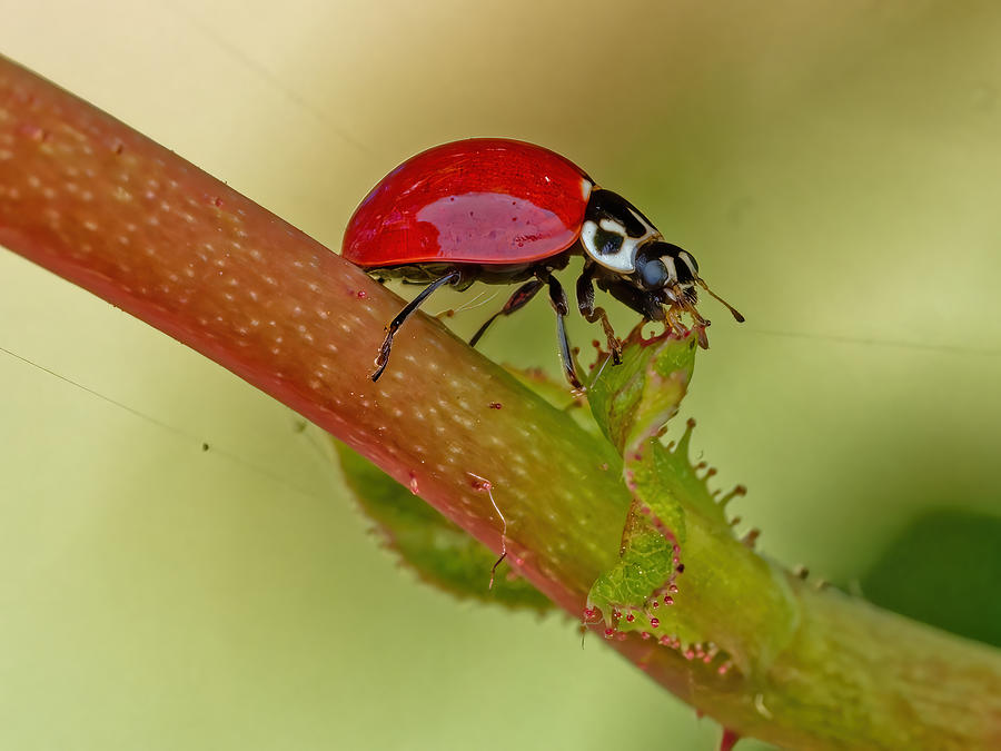 Lady Bug Lady Bug Fly Away Home Photograph by Heather Baskey - Fine Art ...