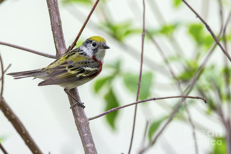 Lady Chestnut-Sided Photograph by Jennifer Jenson - Fine Art America