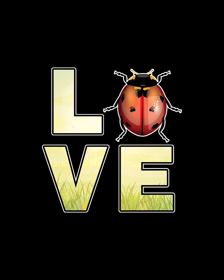Ladybug Ladybirds Beetle Insects Wildlife Nature Forest Grass Love Bug ...