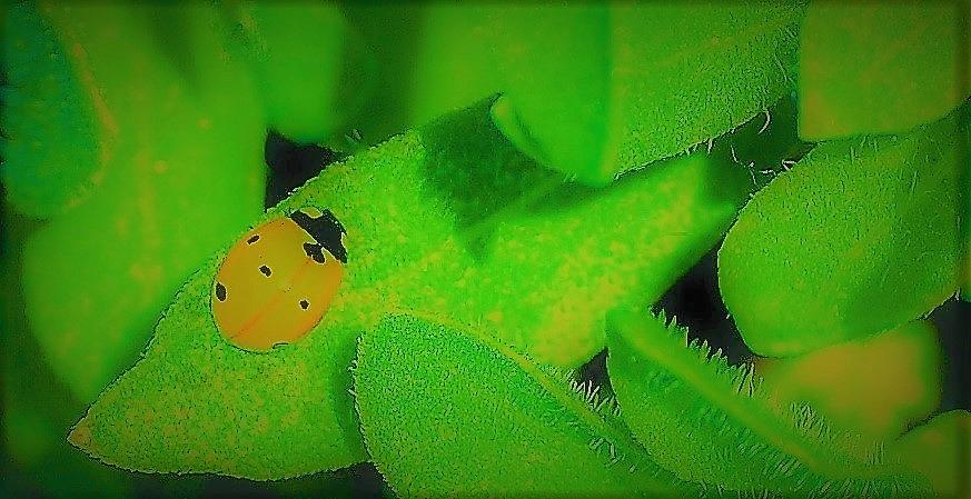 Ladybug Luck 2 Photograph by Elizabeth Pennington - Fine Art America