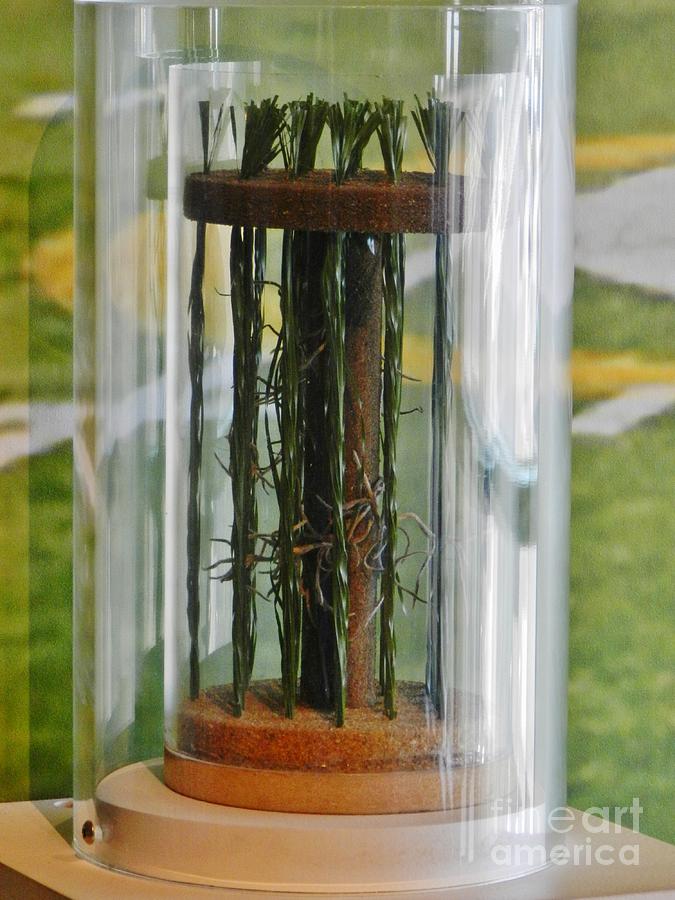 Lambeau Field Turf II Photograph by Snapshot Studio - Fine Art America