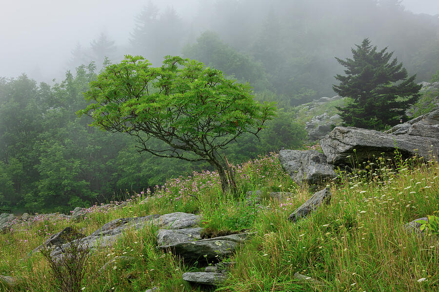 Landscape - Tree - Fog - Grandfather Mountain NC Photograph by John ...