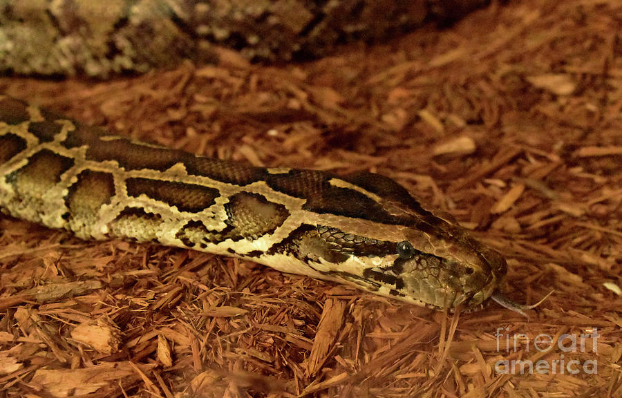 Large Burmese Python with Its Snake Out Photograph by DejaVu Designs ...