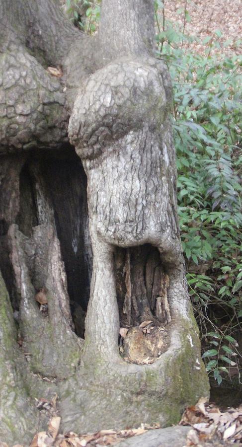 Laughing Tree Photograph by John Ring - Fine Art America