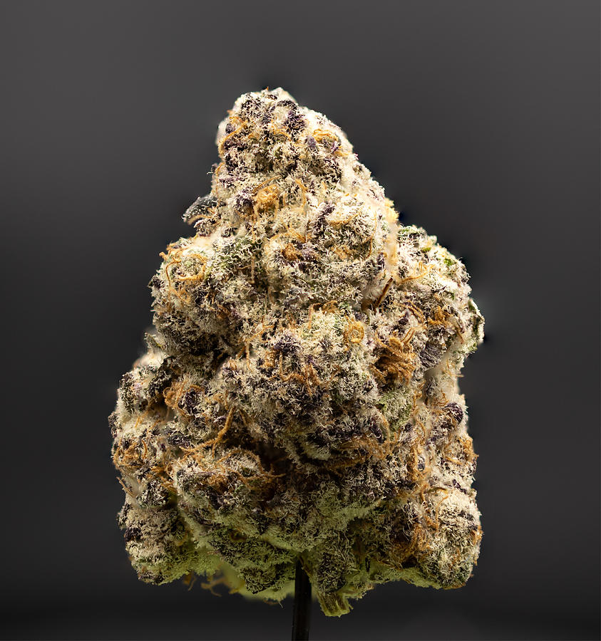 Lava Cake Cannabis Photograph By Robert Yanero Pixels