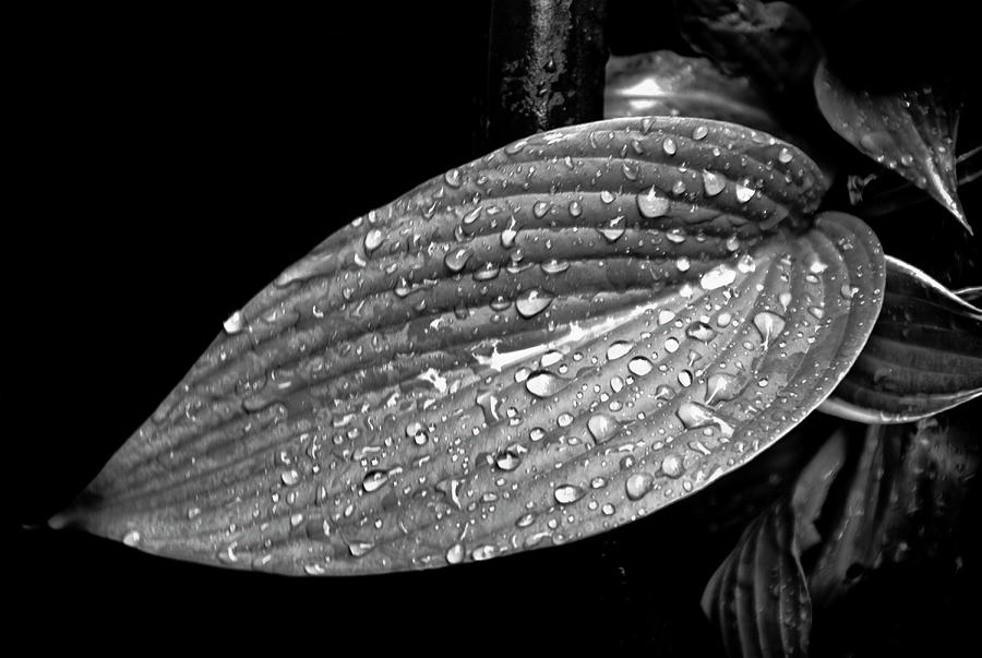 Leaf BW Photograph by Nigel Bartram - Fine Art America