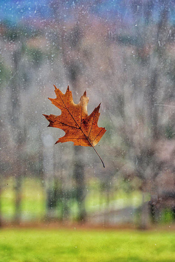 Leaf On Window Photograph by Tom Singleton - Fine Art America
