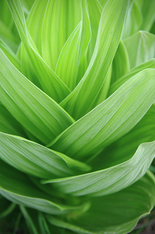 Cornhusk Lily Leaf Pattern Photograph by Steve Gandy - Fine Art America