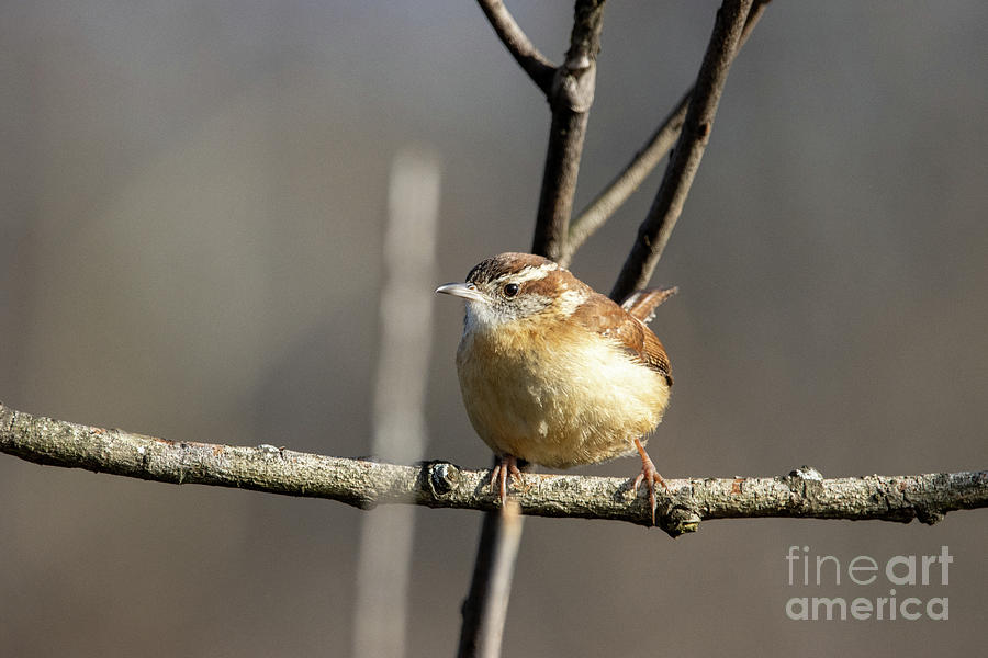 Lean Photograph by Daniel Wagner - Fine Art America