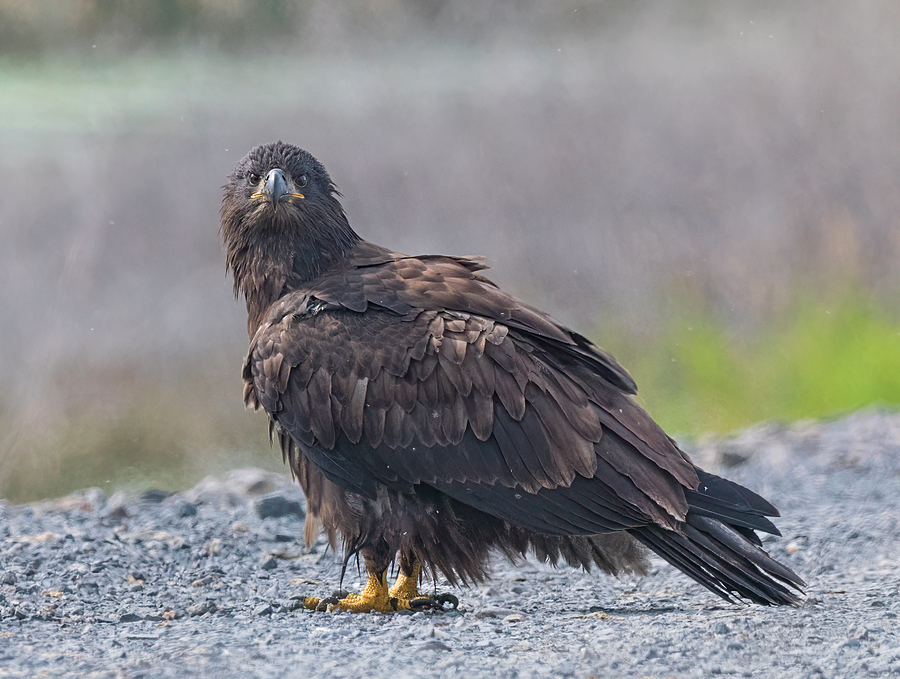 Learning to be an Eagle Photograph by Loree Johnson - Fine Art America