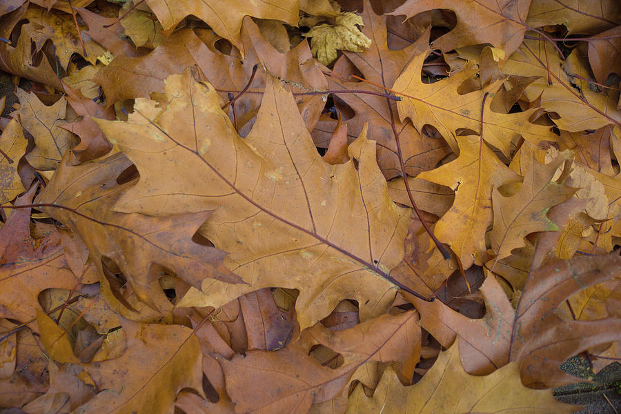 Leaves Photograph by Brandon Nice - Fine Art America