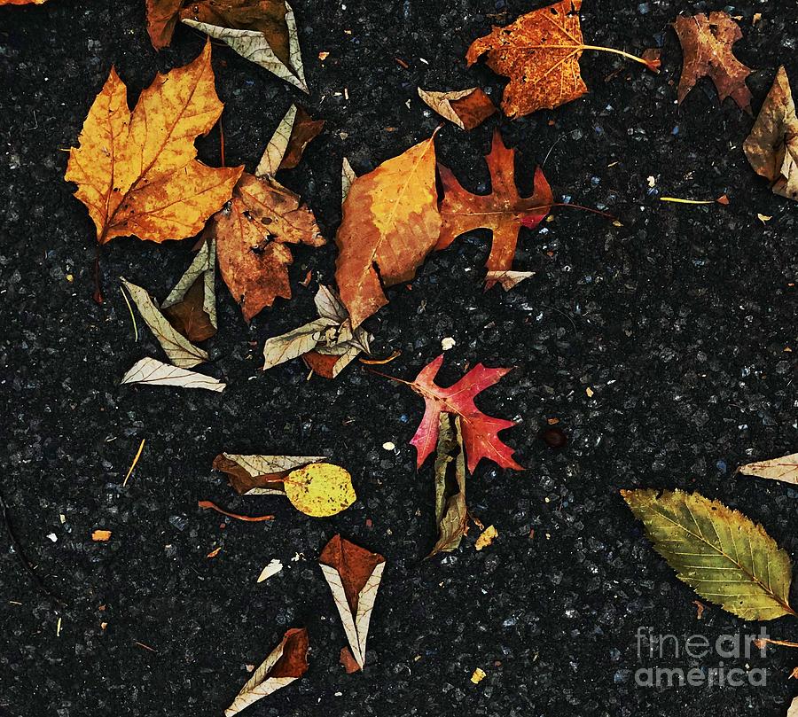 Leaves of Late Fall Photograph by Miriam Danar - Fine Art America