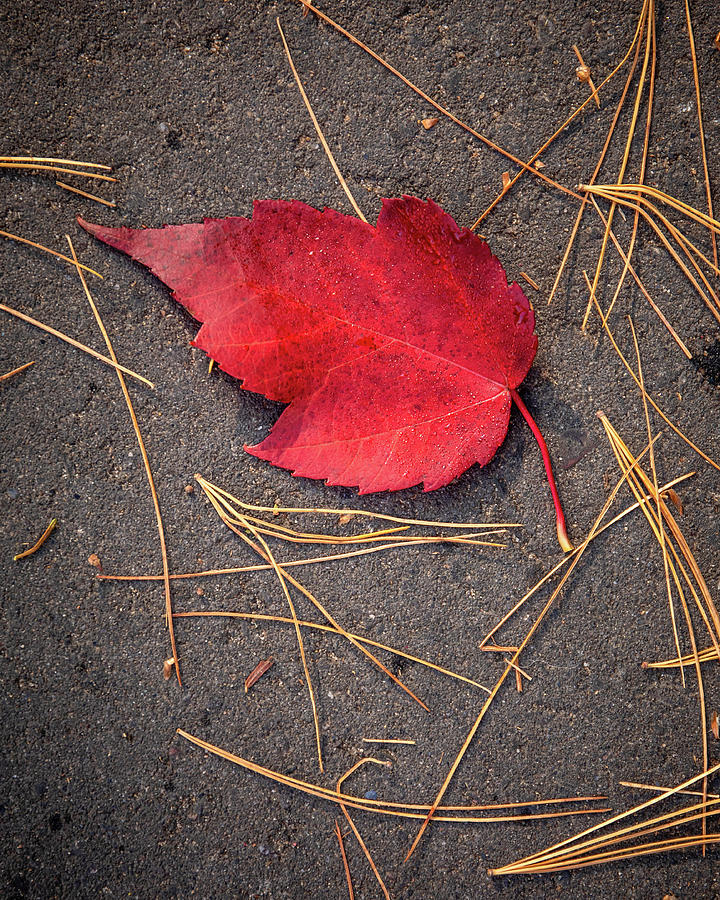 Left Behind Leaf Photograph by Harriet Feagin - Fine Art America