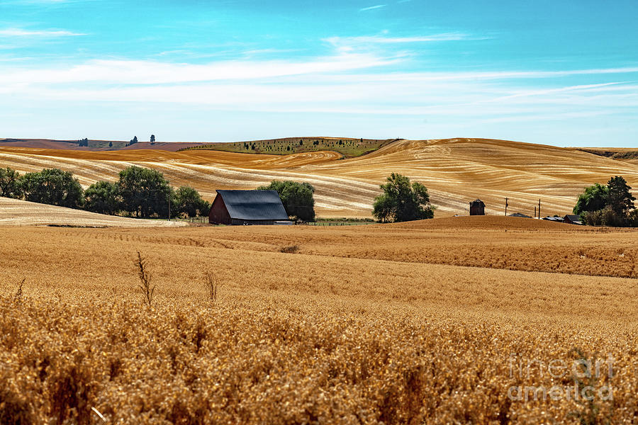 Lentil Fields Photograph by Hanjo Hellmann - Pixels