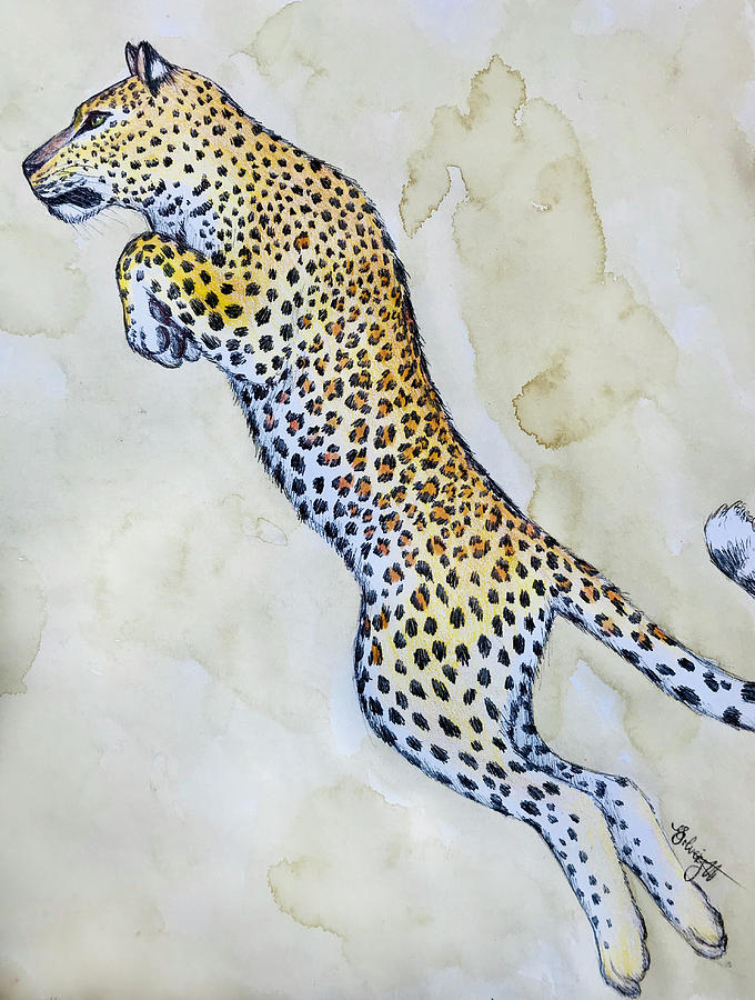 Leopard Drawing by Solveig Inga | Fine Art America