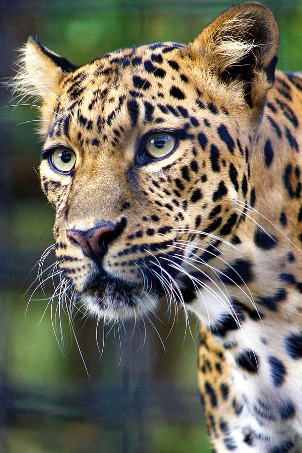 Leopard Stare Photograph by Brittney Powers - Fine Art America