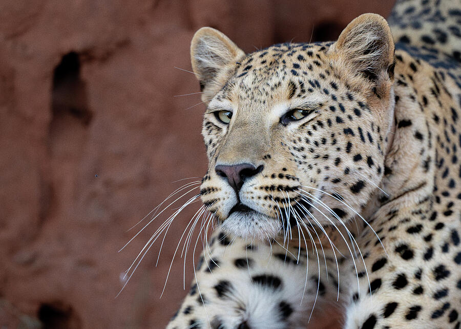 Leopard Stretching Photograph by Adele Buttolph - Fine Art America