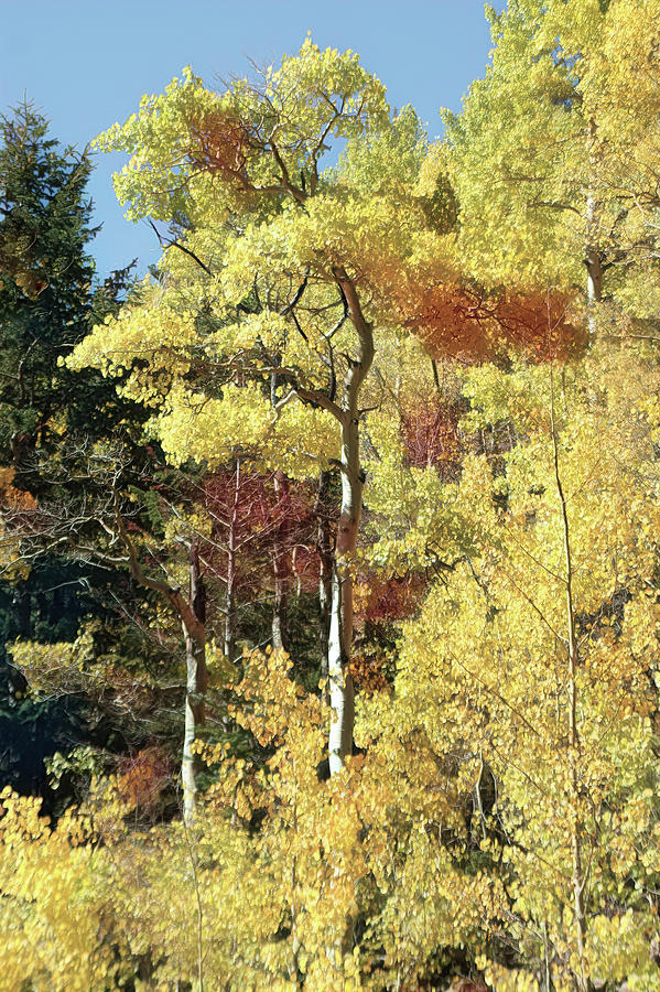 Let Fall Begin Photograph by Rob Olson | Fine Art America