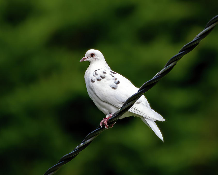 Leucistic Mourning Dove Photograph by Stan Lewis - Fine Art America