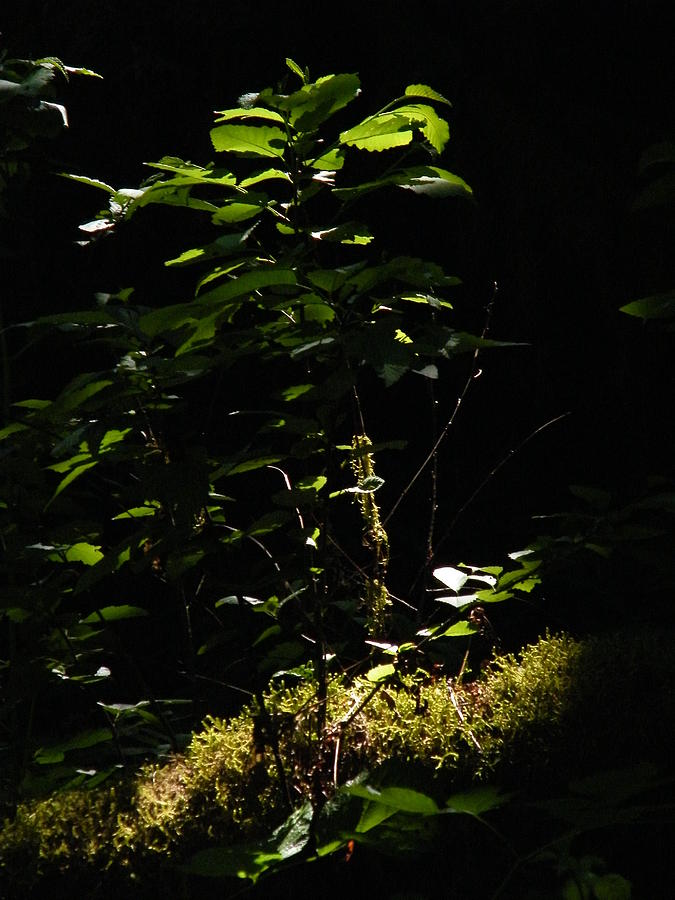 Light Rays #5 Photograph by Keri Epperson Photography - Fine Art America