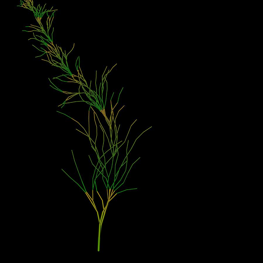 Lightning tree pattern. 11 Digital Art by Master Forester - Fine Art ...